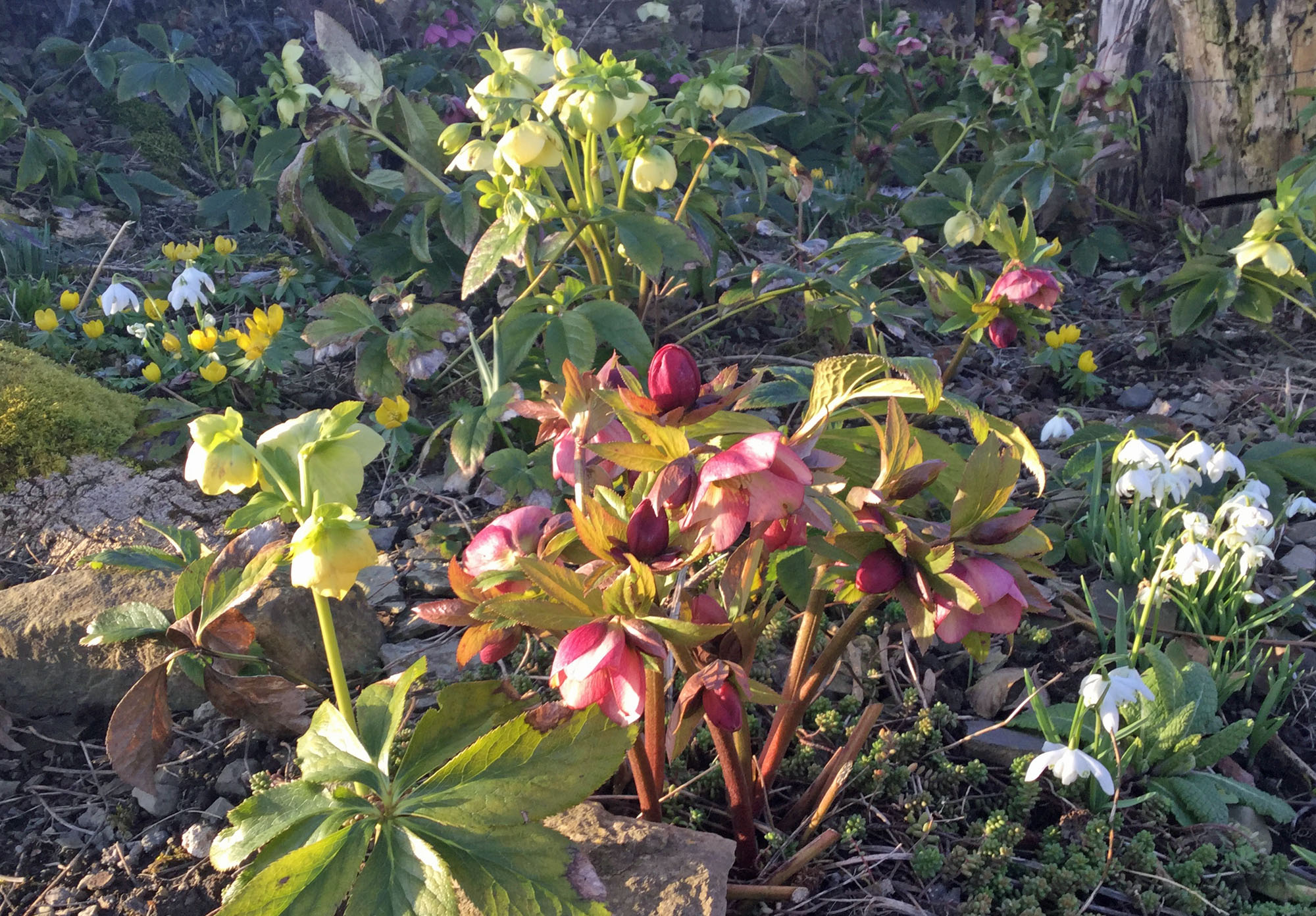 March 2018 – My Shropshire Garden Blog