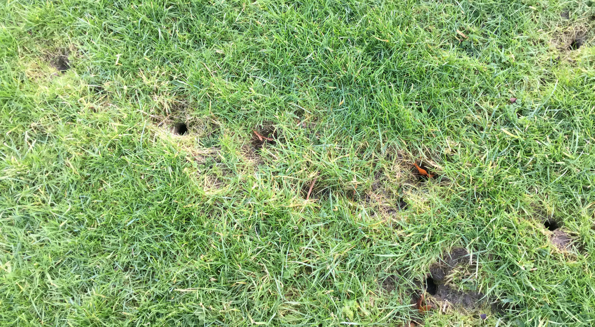 Voles and other wildlife – My Shropshire Garden Blog