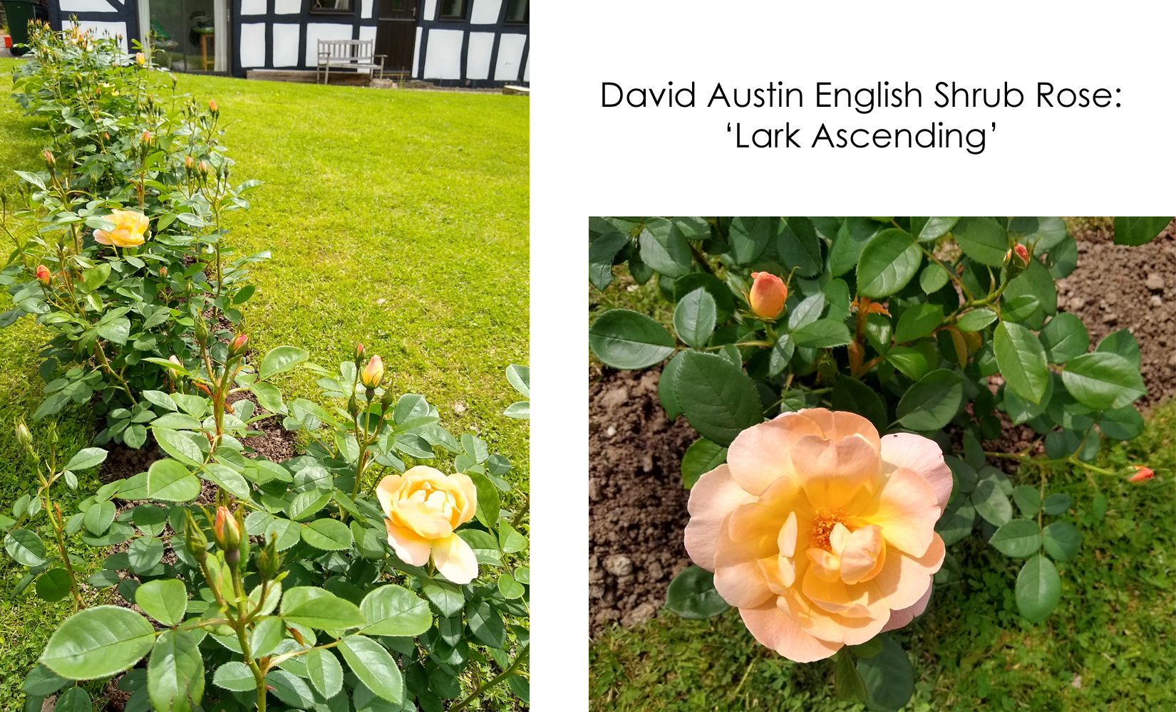 Roses – My Shropshire Garden Blog