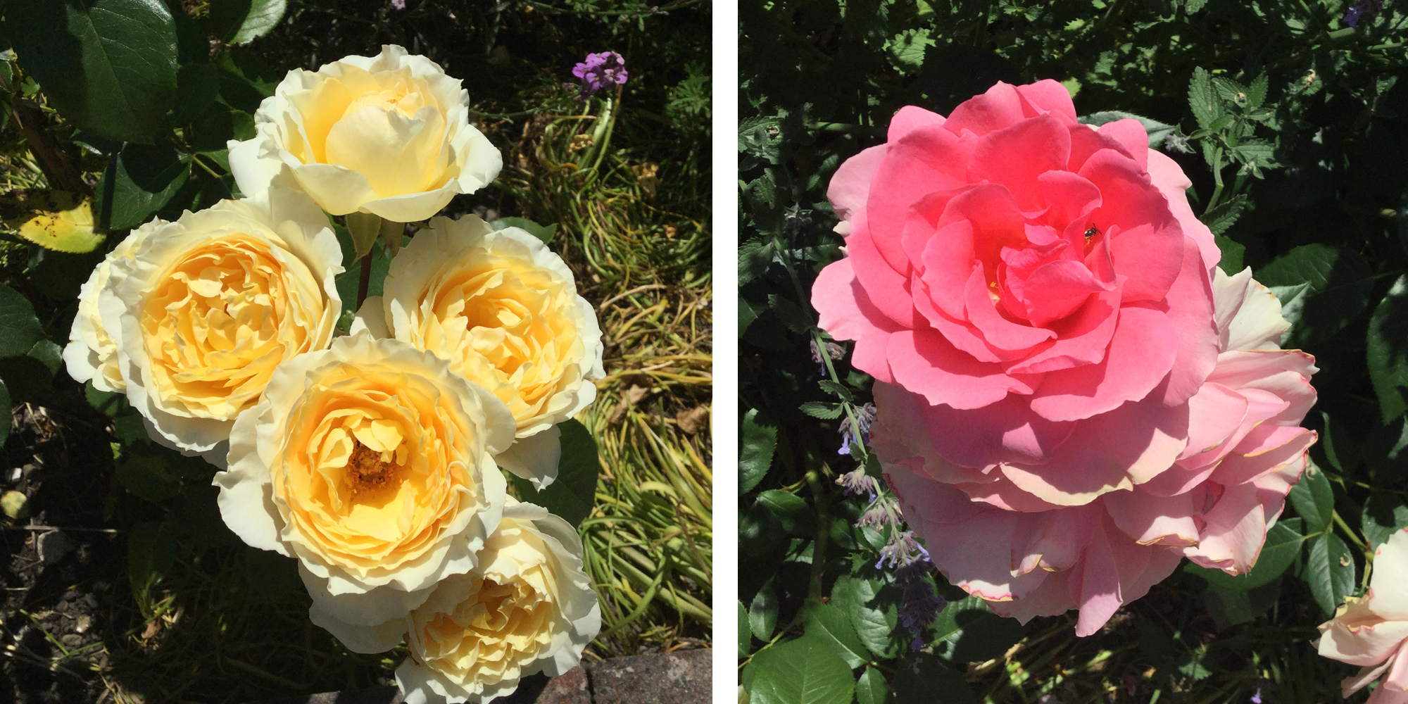 Roses – My Shropshire Garden Blog